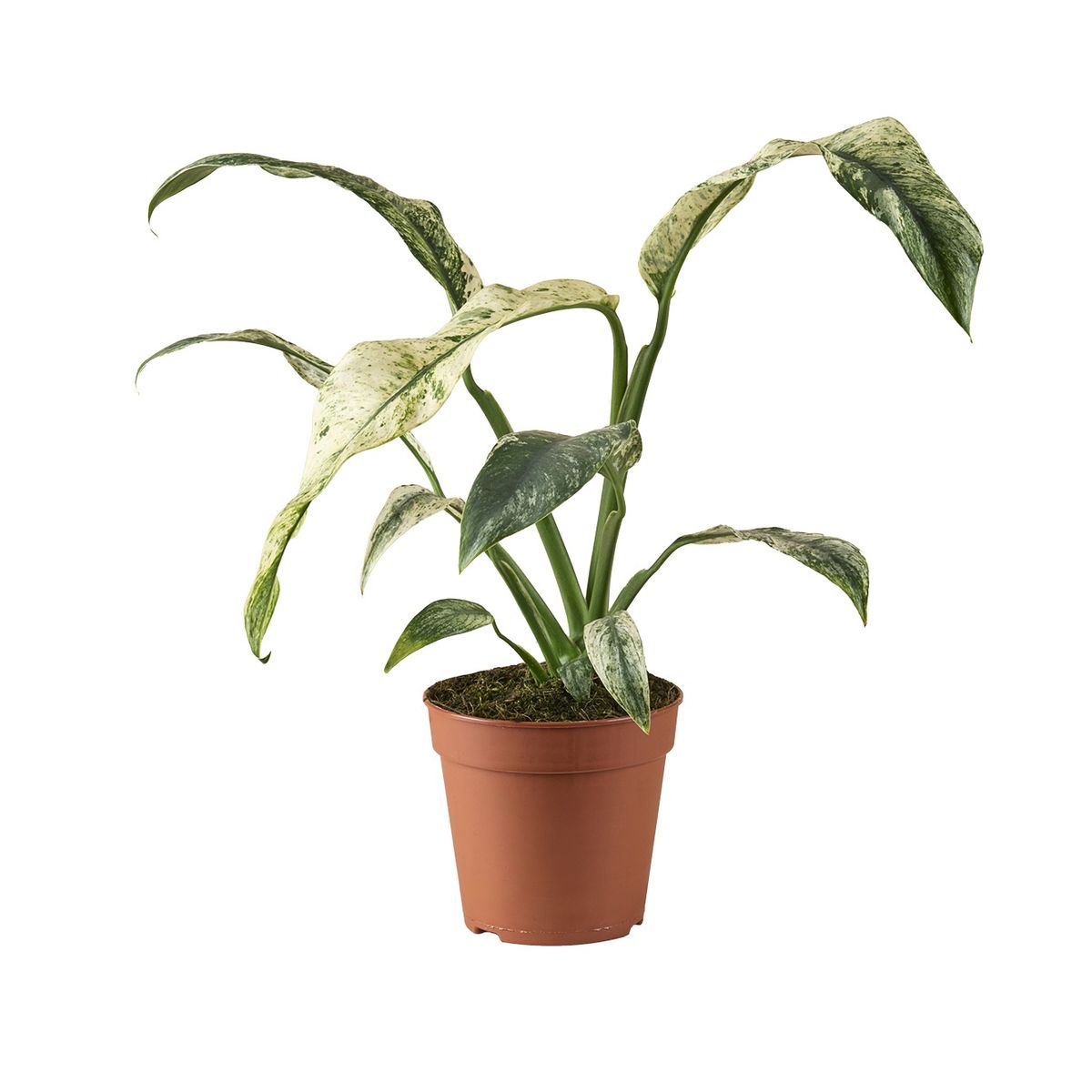 Planta Natural Rhaphidophora Puberula 'variegata' 1 Ud Ø 6 Alt. 10 en ...