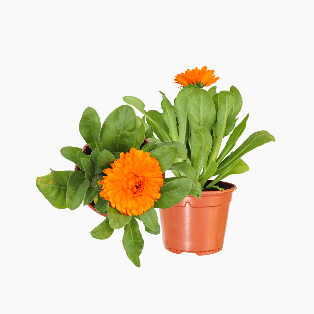 Maceta Caléndula 10,5 Cm - Plantabo en Planeta Huerto
