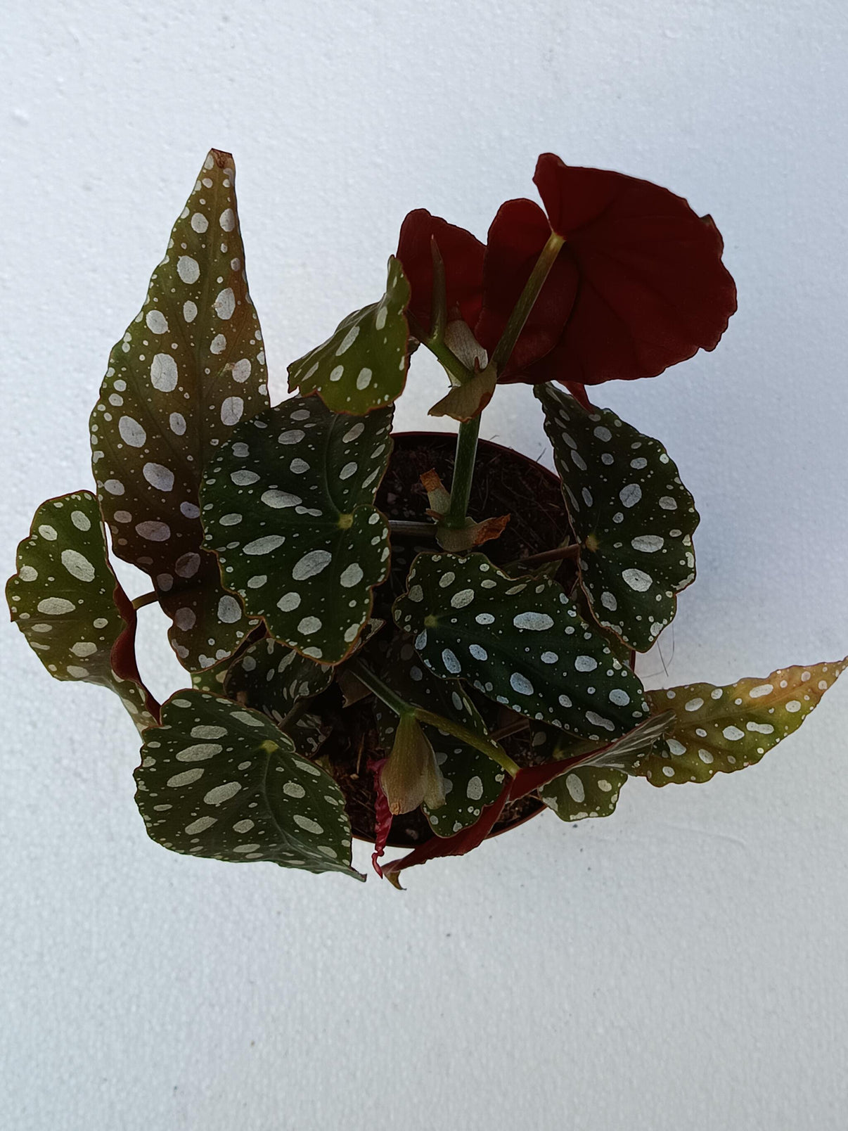 Begonia Maculata Wightii Planta De Interior Ø12 en Planeta Huerto