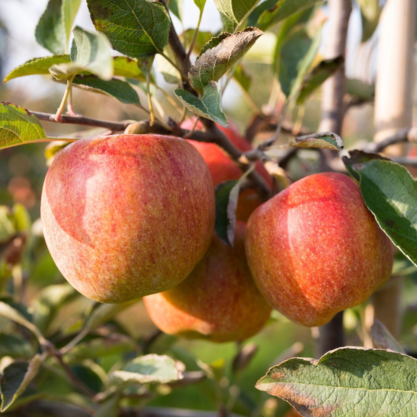 Manzano - Manzana Fuji- Manzana Semi Roja - Planta Viva - Altura 120/1 ...